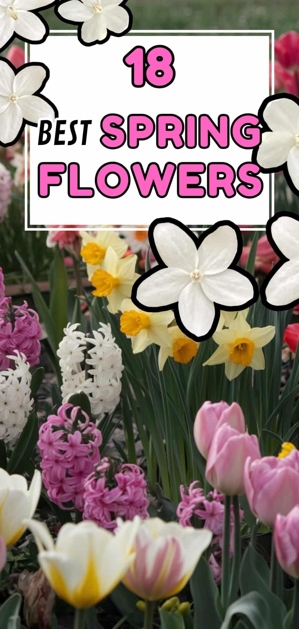 18 Best Spring Flowers - The Mega Mom