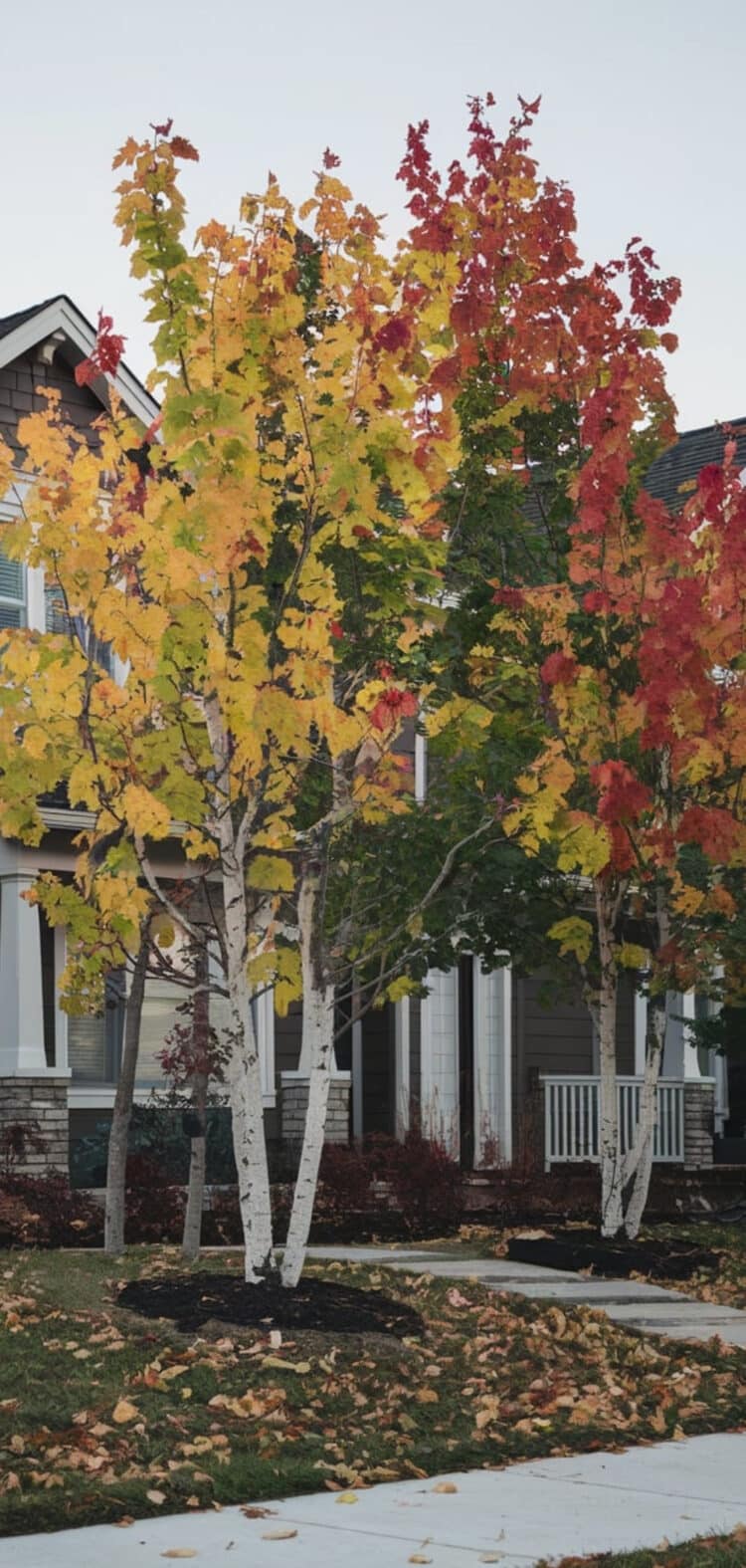 18 Amazing Small Trees Front Yard Ideas - The Mega Mom