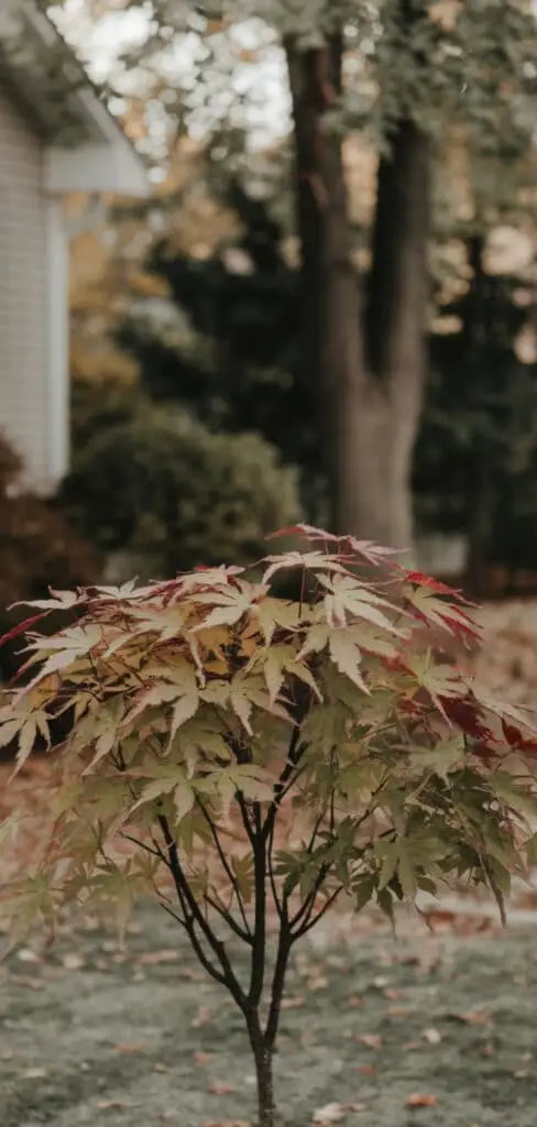 18 Amazing Small Trees Front Yard Ideas - The Mega Mom