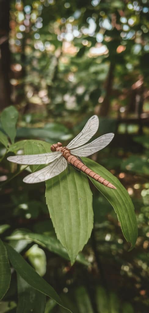 10+ Creative Paper Dragonfly Craft Ideas - The Mega Mom