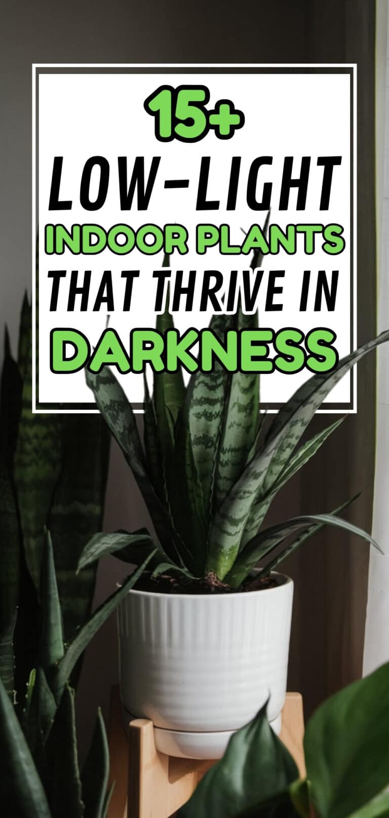 15+ Useful Low-Light Indoor Plants That Thrive in Near Darkness - The ...