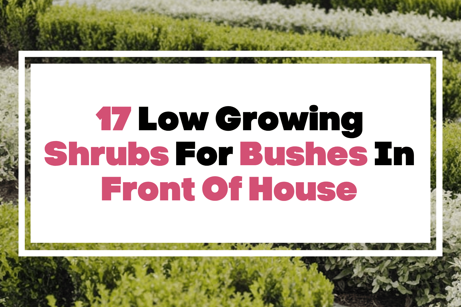 17 Low Growing Shrubs For Bushes In Front Of House - The Mega Mom