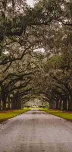 15 Stunning Tree Tunnel Driveway Entry Landscaping Ideas - The Mega Mom