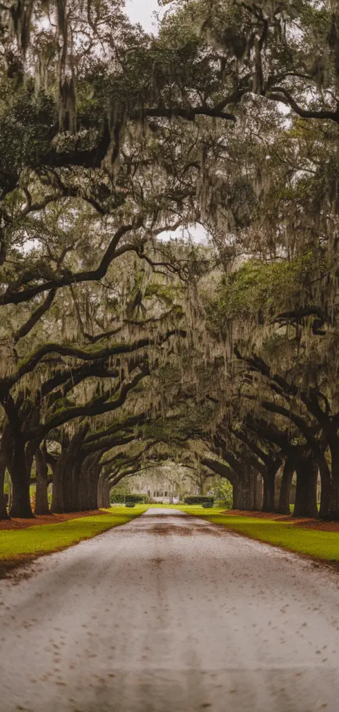 15 Stunning Tree Tunnel Driveway Entry Landscaping Ideas - The Mega Mom