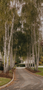 15 Stunning Tree Tunnel Driveway Entry Landscaping Ideas - The Mega Mom