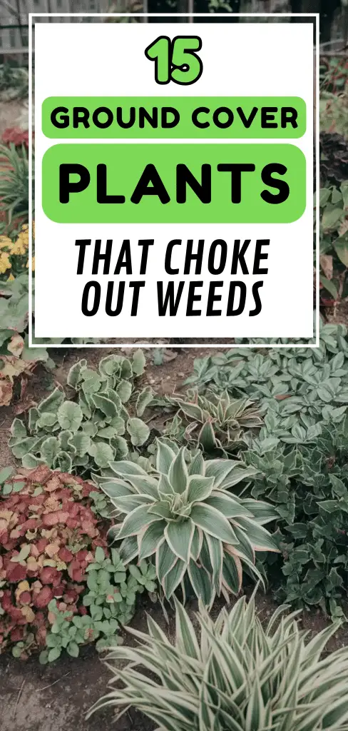 15 Ground Cover Plants That Choke Out Weeds - The Mega Mom