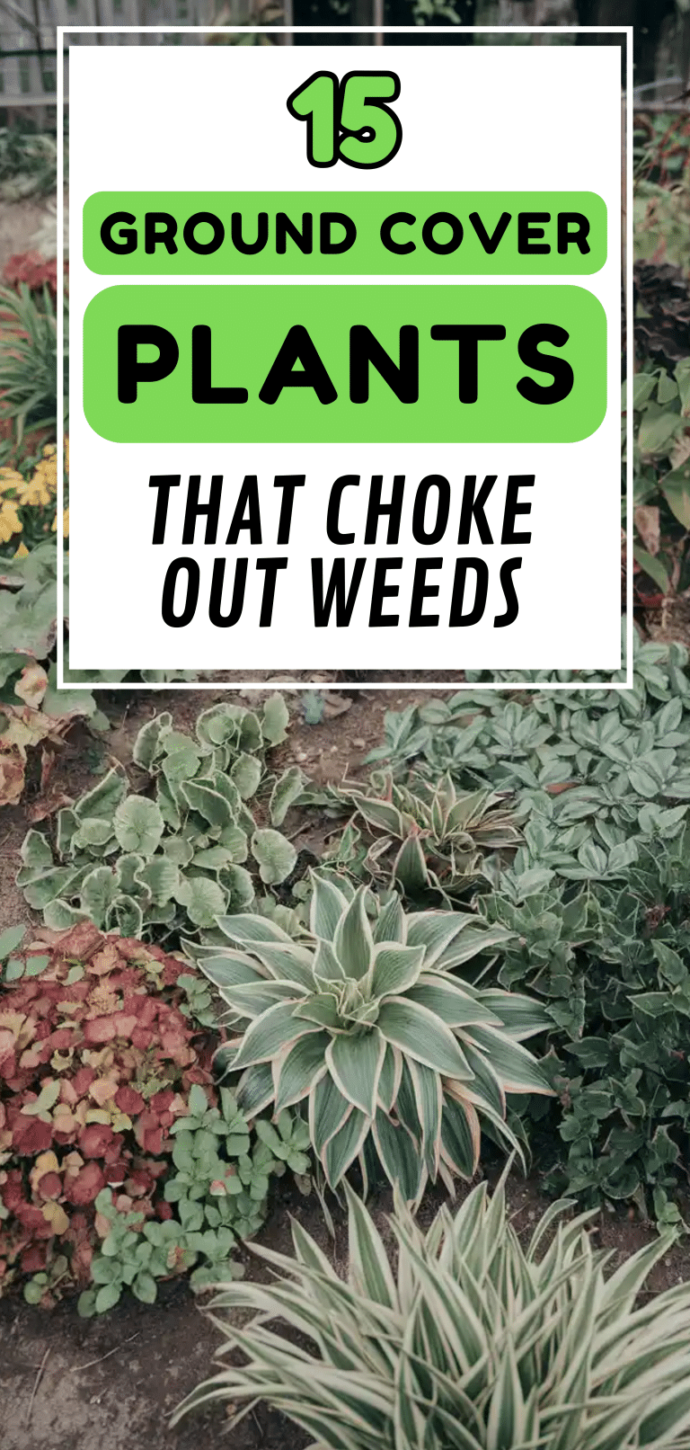 15 Ground Cover Plants That Choke Out Weeds - The Mega Mom