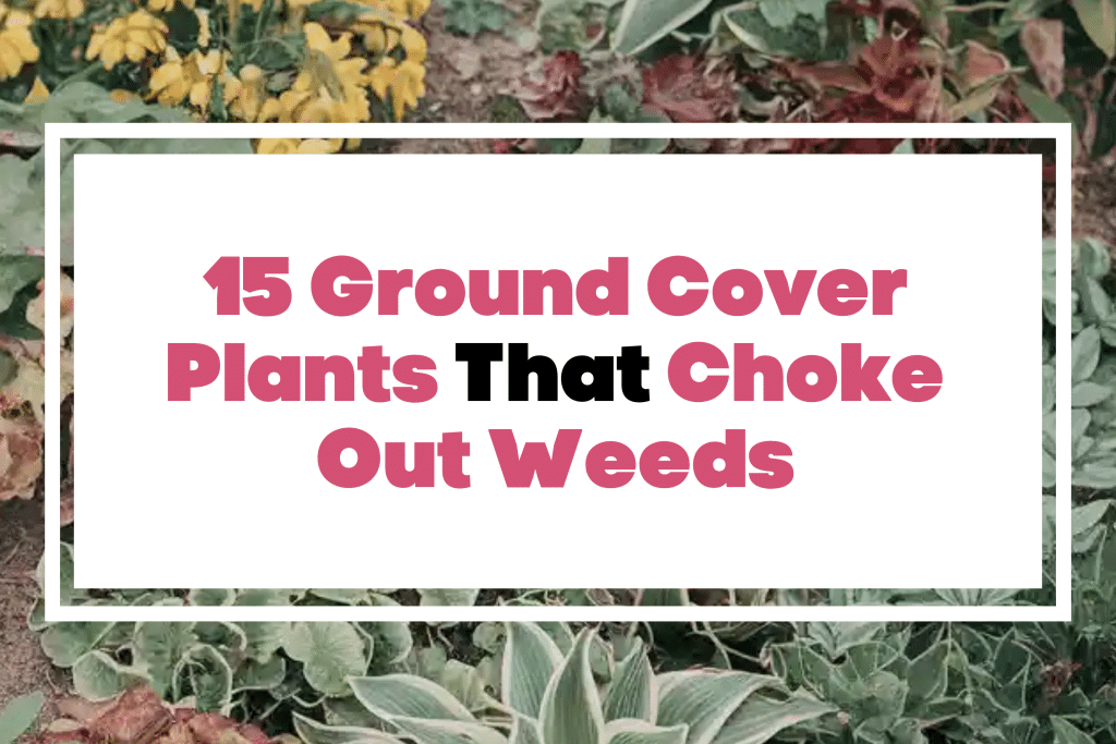 15 Ground Cover Plants That Choke Out Weeds - The Mega Mom