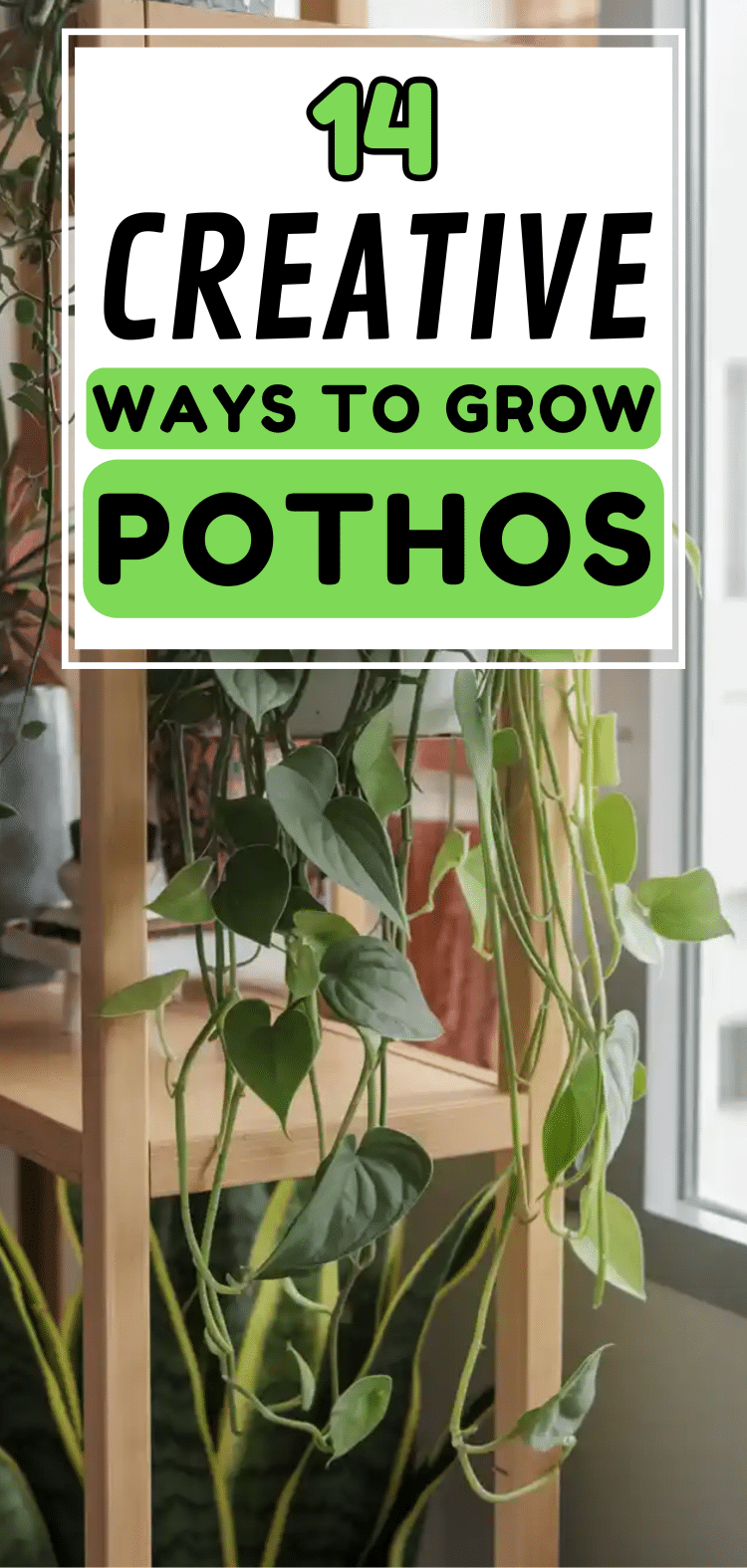 14 Creative Ways to Grow Pothos - The Mega Mom