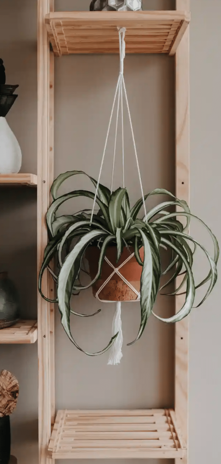 15 Hanging Plants Perfect For Apartments - The Mega Mom