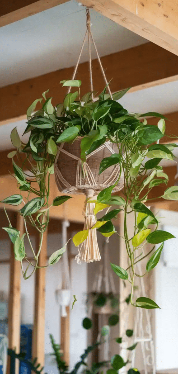 14 Creative Ways to Grow Pothos - The Mega Mom