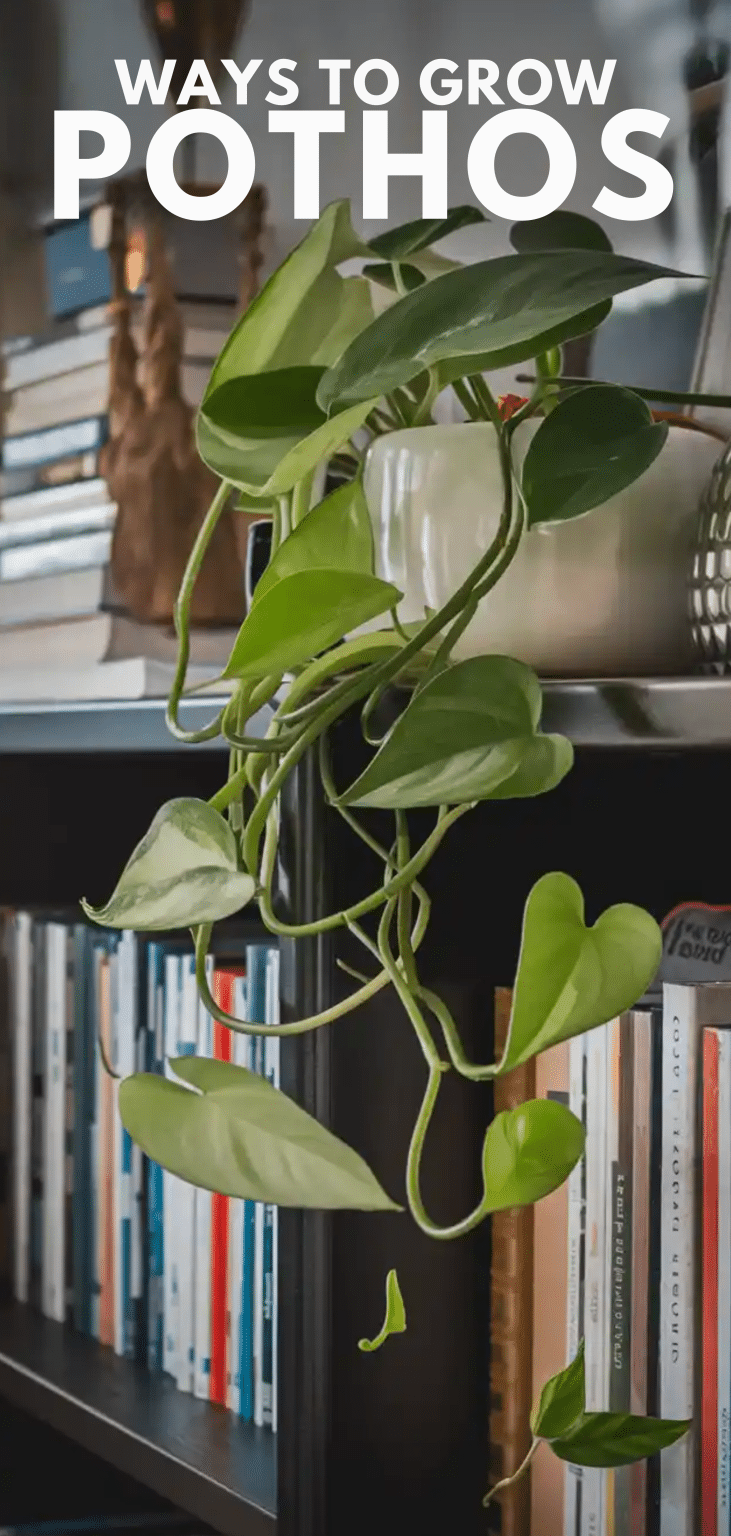 14 Creative Ways to Grow Pothos - The Mega Mom