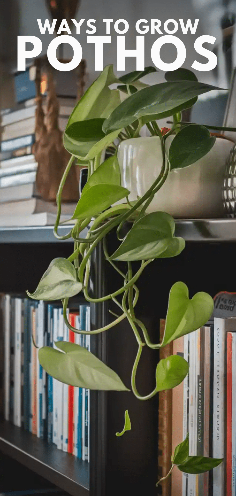 14 Creative Ways to Grow Pothos - The Mega Mom