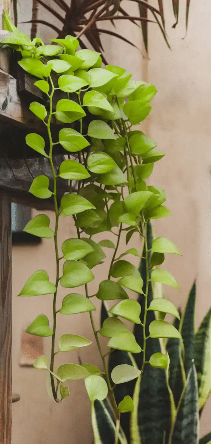 15 Hanging Plants Perfect For Apartments - The Mega Mom