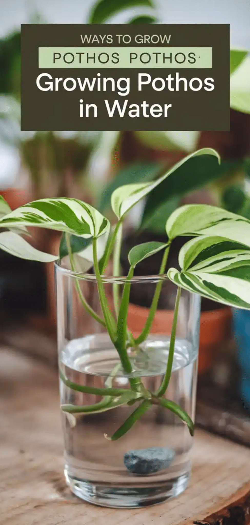 14 Creative Ways to Grow Pothos - The Mega Mom