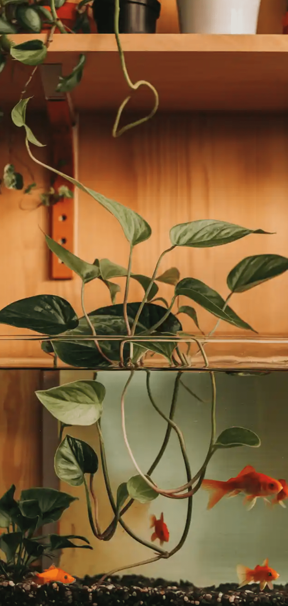 14 Creative Ways to Grow Pothos - The Mega Mom