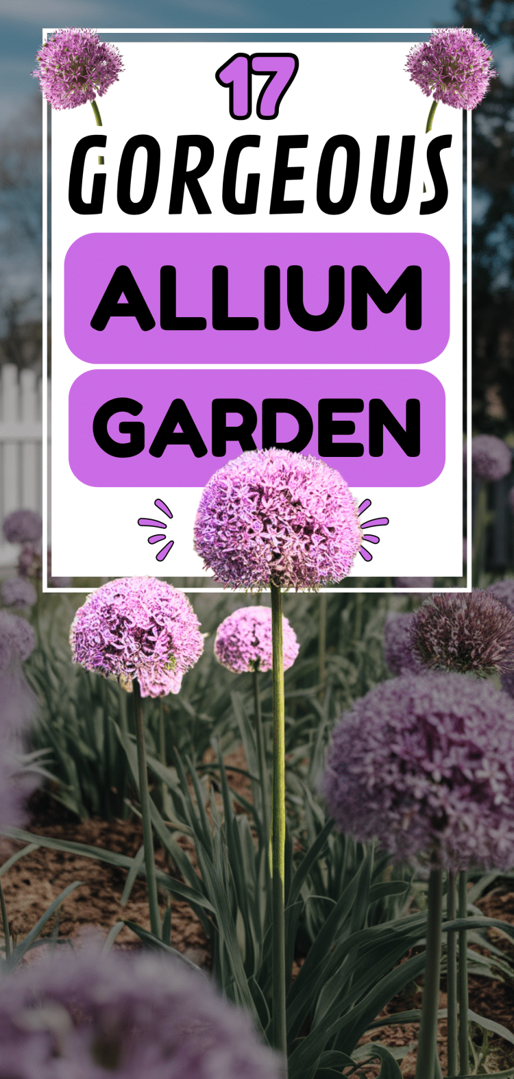 17 Gorgeous Allium Garden Ideas - The Mega Mom