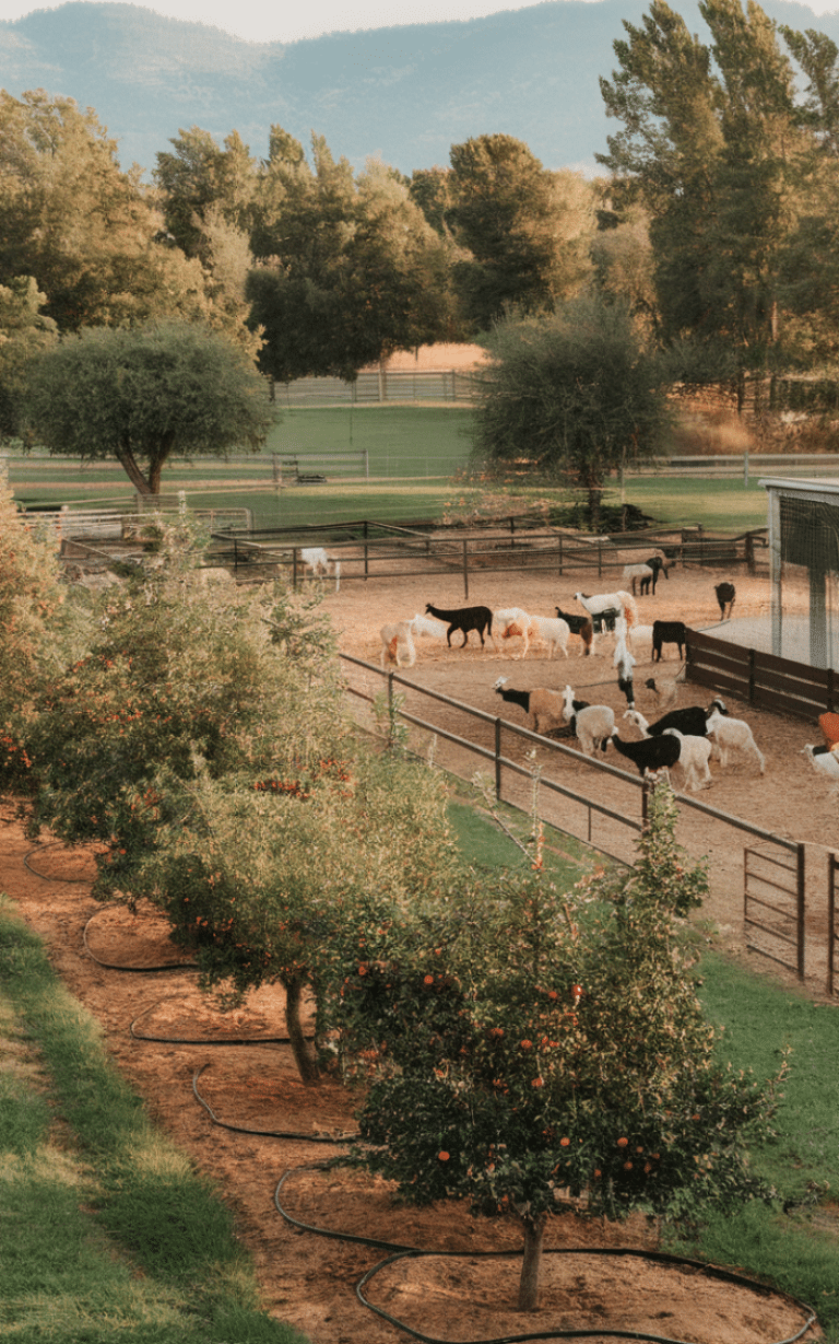17 Perfect Small Homestead Layout Ideas - The Mega Mom