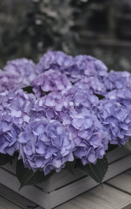 17 Stunning Flower Window Box Ideas - The Mega Mom