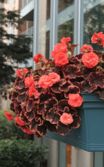 17 Stunning Flower Window Box Ideas - The Mega Mom