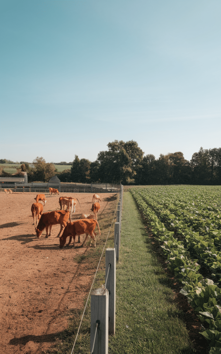 18 Best 5 Acre Homestead Layouts - The Mega Mom