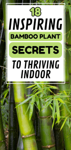 18 Inspiring Bamboo plant Secrets To Thriving Indoor - The Mega Mom